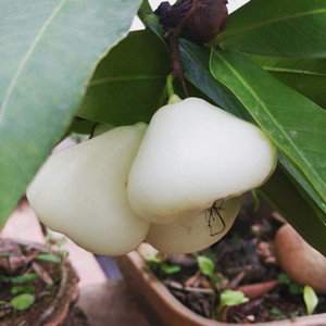 Cloud Farm Java Plum Plant Price in India - Buy Cloud Farm Java Plum ...