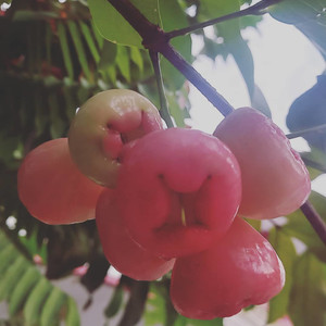 Cloud Farm Java Plum Plant Price in India - Buy Cloud Farm Java Plum ...