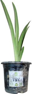 Meera Plants Lily Plant Price in India - Buy Meera Plants Lily Plant ...