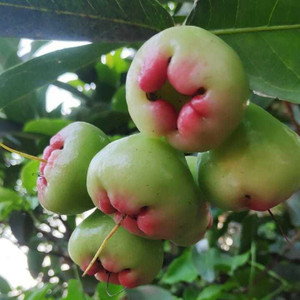 Cloud Farm Java Plum Plant Price in India - Buy Cloud Farm Java Plum ...