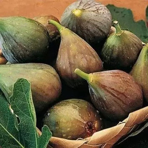 Aro Fig, Anjeer Seed Price in India - Buy Aro Fig, Anjeer Seed online ...