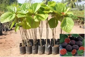 Chalisa Fig, Anjeer Seed Price in India - Buy Chalisa Fig, Anjeer Seed ...