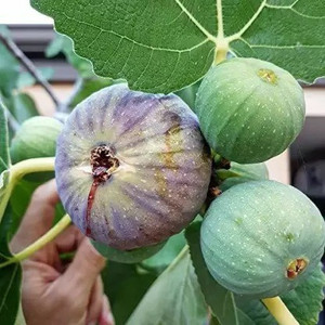 Aro Fig, Anjeer Seed Price in India - Buy Aro Fig, Anjeer Seed online ...