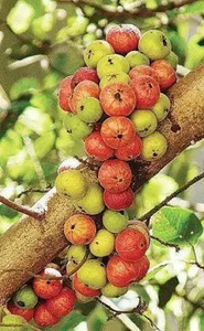 Aro Fig, Anjeer Seed Price in India - Buy Aro Fig, Anjeer Seed online ...