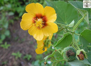Kapebonavista Atibala Country Mallow Abutilon Indian Kanghi plant, it ...