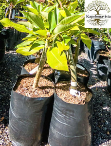 Kapebonavista Lal Gulachin Frangipani Kathgolop Plumeria Rubra plant ...