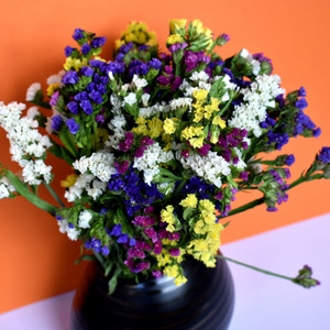 Shivnami Static Pacific Mix Seed Price in India - Buy Shivnami Static ...