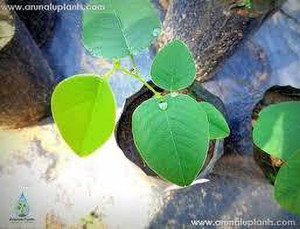 Fulmala Nursery Red Sandalwood Plant Price in India - Buy Fulmala ...