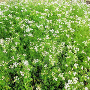 ZIXA Coriander Dhaniya Seed Price in India - Buy ZIXA Coriander Dhaniya ...