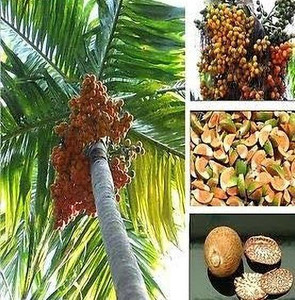 MAITRA AND SON Betel Nut/Supari Plant Price in India - Buy MAITRA AND ...