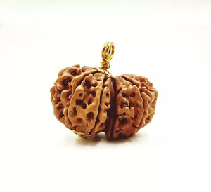 Chopra Gems Gauri Shankar Rudraksha Original Certified Gori Sankar ...