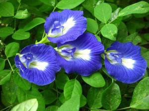 PUNARVA Aparajita/ Butterfly Pea Plant Price in India - Buy PUNARVA ...