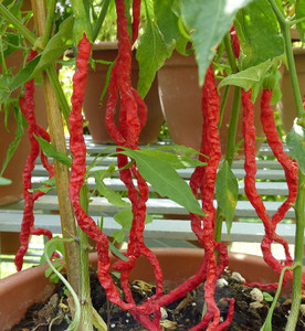 WILLVINE ™Thunder Mountain Longhorn Cayenne Heirloom Pepper Chilli Seed ...
