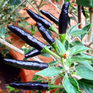Biosnyg Black Cobra Chilli Pepper 500 Seeds Seed Price in India - Buy ...