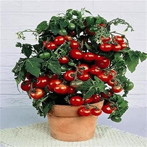 WILLVINE ™RED Cherry Tiny Tim Pot Plant Heritage Heirloom Tomato Seed ...