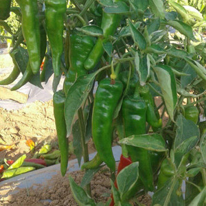 WILLVINE Hybrid Achari Chilli Seed Price in India - Buy WILLVINE Hybrid ...