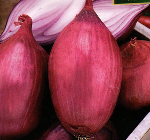 WILLVINE RED Onion - Rossa Lunga - Italian Salad Variety Seed Price in ...