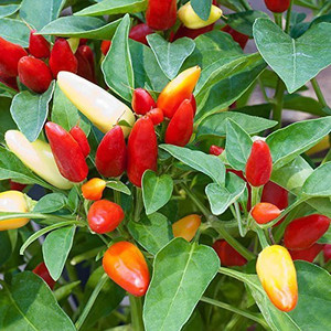KANAYA Sweet Chilli, Mirch Seed Price in India - Buy KANAYA Sweet ...