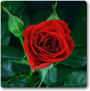 Plants Point Rose Plant Price in India - Buy Plants Point Rose Plant ...