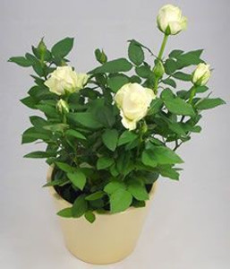 Plants Point Rose Plant Price in India - Buy Plants Point Rose Plant ...