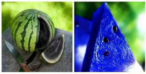 ActrovaX Blue & Maroon Watermelon Dwarf Potted Fruit [1600 Seeds] Seed ...