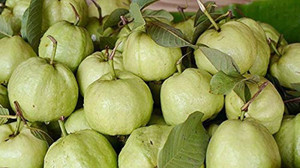 WILLVINE Amrut Fruit - Dwarf Plant Fruit Seeds Seed Price in India ...