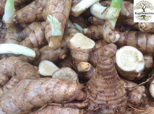 Kapebonavista Kasturi Manjal Wild Turmeric Curcuma Aromatica Rhizome ...