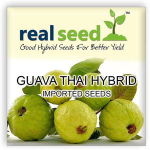 ActrovaX Real Seed Thai Guava Hybrid Fruit [1600 Seeds] Seed Price in ...