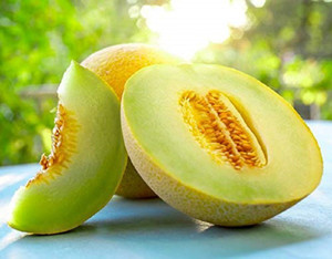 WILLVINE ™Muskmelon Quality Seeds Imported Seeds - Musk Melon Golden ...