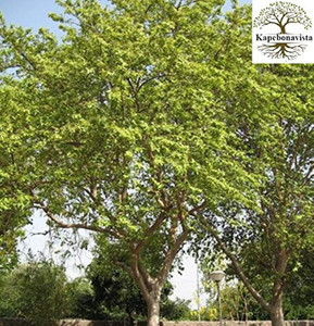 Kapebonavista Arjuna Arjun Tree thella Maddi Hole plant, it is a plant ...