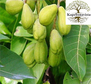 MAXKIA Harida Chebulic Myrobalan Myrobalan plant, it is a plant not a ...