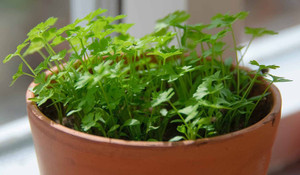 KANAYA Hybrid Coriander Dhania Seeds For Home Gardening Seed Price in ...