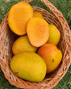 Rousal Berrys Alphonso Grafted Mango Plant Price in India - Buy Rousal ...