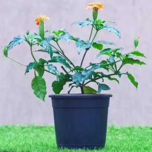 Chalisa Crossandra, Firecraker flower Seed Price in India - Buy Chalisa ...