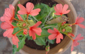Chalisa Crossandra, Firecraker flower Seed Price in India - Buy Chalisa ...