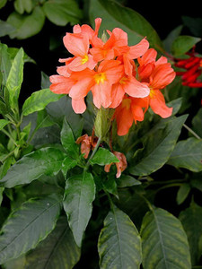 Chalisa Crossandra, Firecraker flower Seed Price in India - Buy Chalisa ...