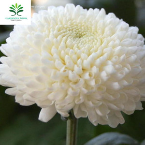 GARDENIFY INDIA White Double Chrysanthemum Flower, guldaudi flower Seed ...