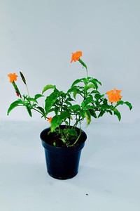 Chalisa Crossandra, Firecraker flower Seed Price in India - Buy Chalisa ...