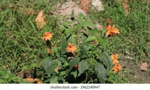 Chalisa Crossandra, Firecraker flower Seed Price in India - Buy Chalisa ...
