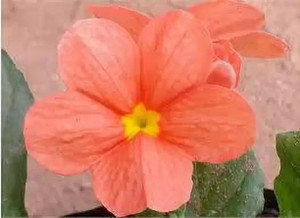 Aro Crossandra, Firecraker Flower Seed Price in India - Buy Aro ...