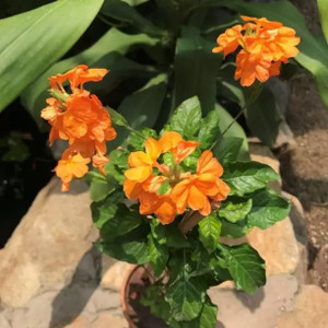 Chalisa Crossandra, Firecraker flower Seed Price in India - Buy Chalisa ...