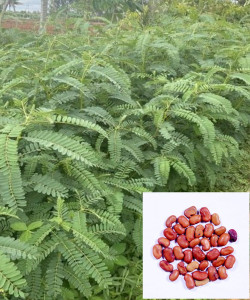 SRI SAI FORESTRY Agathi Seeds, Sesbania Grandiflora, Katurai, For ...