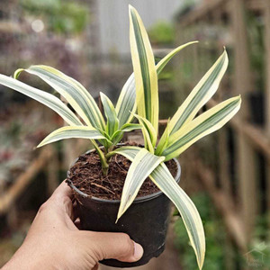 Amazing Gurden Song Of India Plant Price in India - Buy Amazing Gurden ...