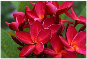 PlantQuipo Plumeria Plant Price in India - Buy PlantQuipo Plumeria ...