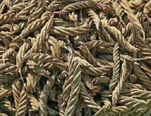 Pioneer Natural Murva, Helicteres isora, Marodphali, Screw Fruit Seed ...