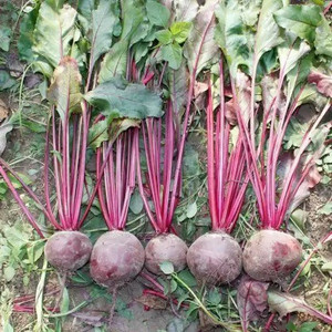 Chalisa Betroot Seed Price in India - Buy Chalisa Betroot Seed online ...