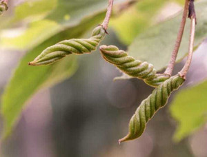 plantsworld Maror Fali, Marori Phali, Helicteres isora, Murva Seed ...