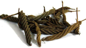 plantsworld Helicteres isora, East Indian Screw Fruit, Marodfali ...