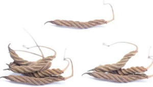 Pioneer Natural Marod Fali, Murudi, Helicteres isora, Indian Screw ...