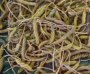 plantsworld Marod Phali, Mriga Shing, Helicteres isora, East Indian ...